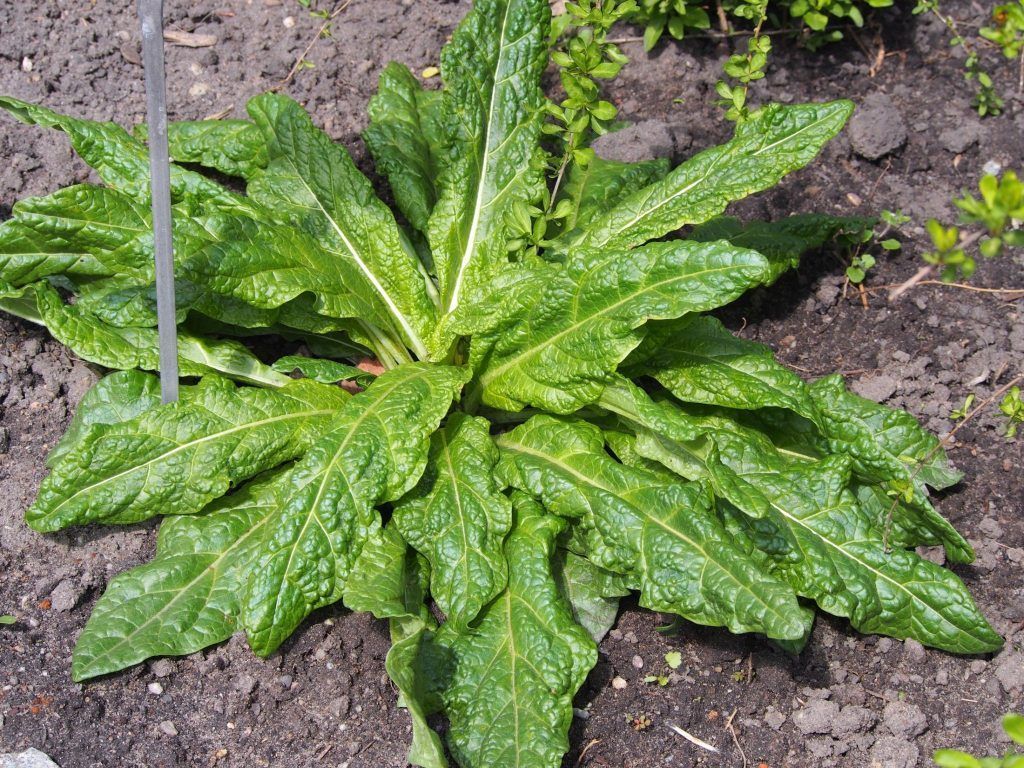 Mandragora pianta: dove si trova e perchè fa male? - Fregene Report