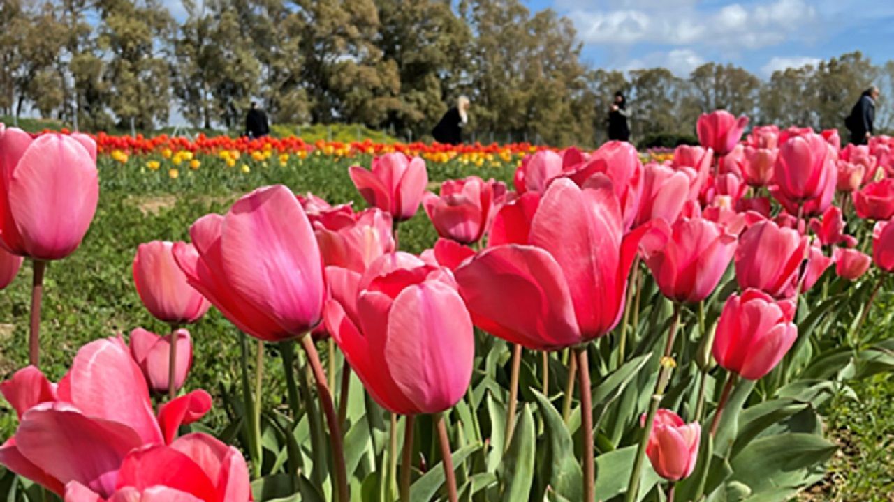 A Torre in Pietra torna Tulipani di Barbabianca